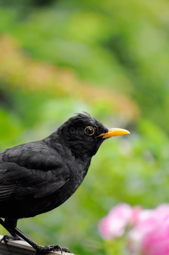 Common European Blackbird stock image. Image of male - 20142553
