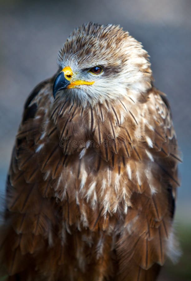 Common European Buzzard stock photo. Image of nature - 16139118