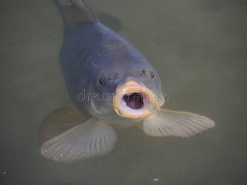 A Common Carp Gulping Air at the Surface in a Lake Stock Image - Image ...