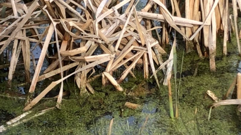 Common European Frogs in a Pond in Spring in Germany Stock Video ...