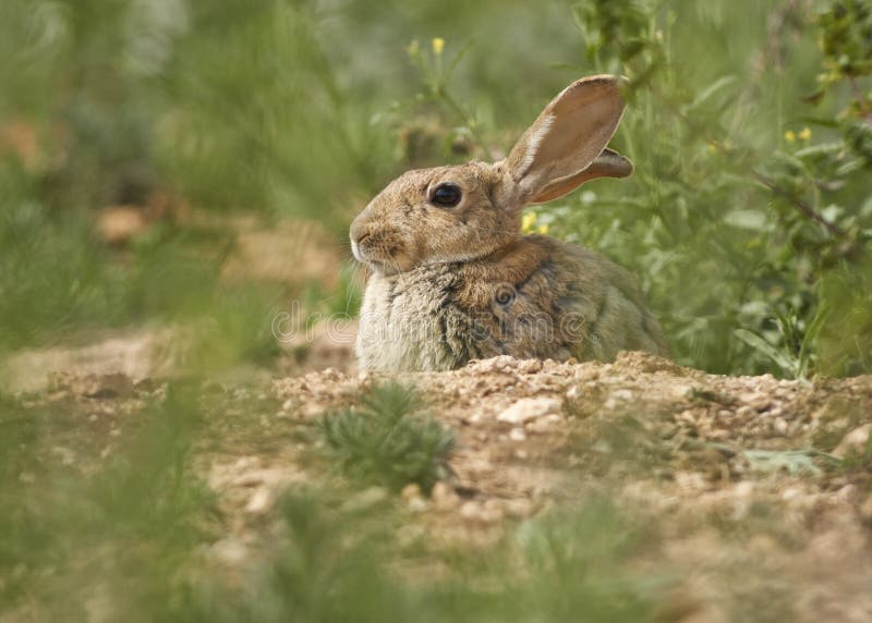 Common or European Rabbit, Andalusia. Spain Stock Photo - Image of ...