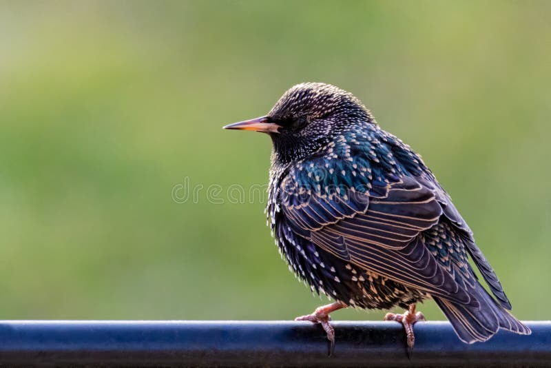 Common European Starling Perched on a Pole Stock Photo - Image of ...