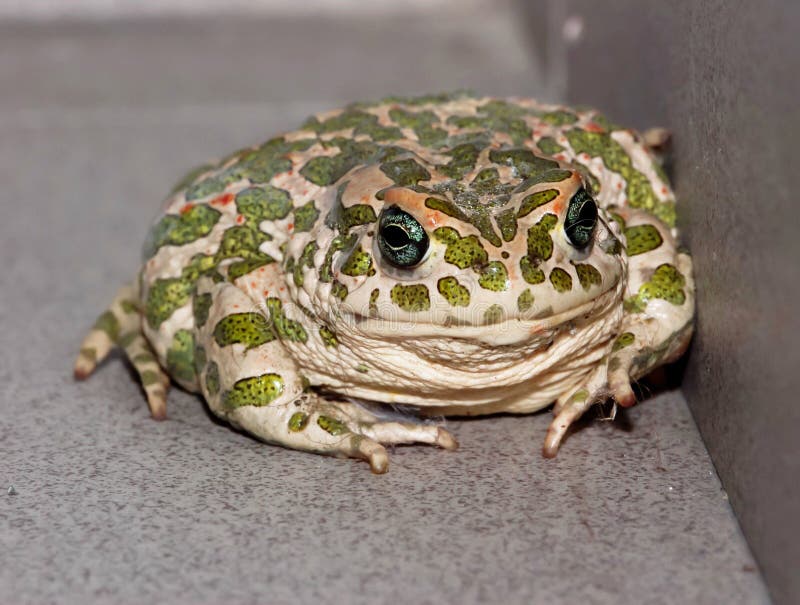 2,912 Ugly Frog Stock Photos - Free & Royalty-Free Stock Photos from ...