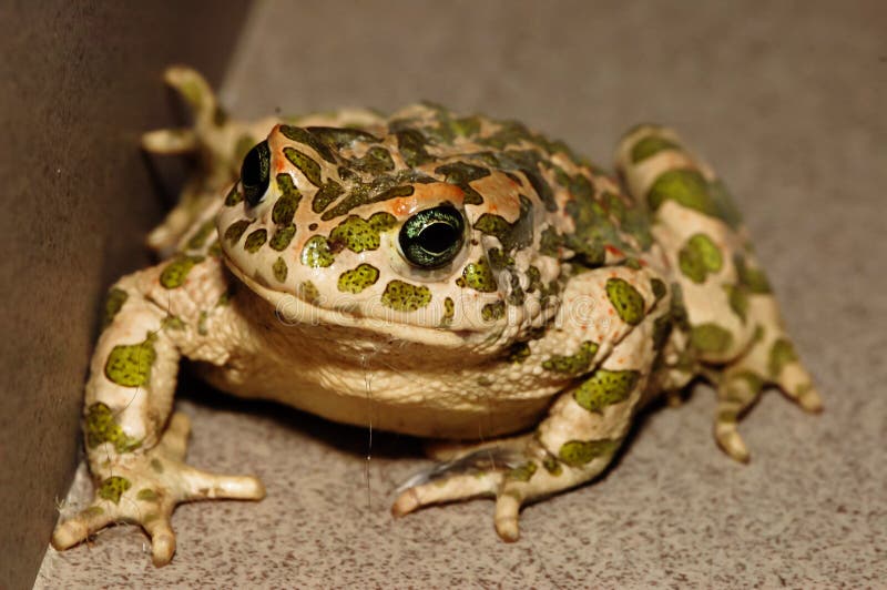 Ugly Toad Stock Photos - Download 1,683 Royalty Free Photos