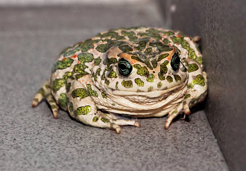 2,626 Ugly Frog Photos - Free & Royalty-Free Stock Photos from Dreamstime