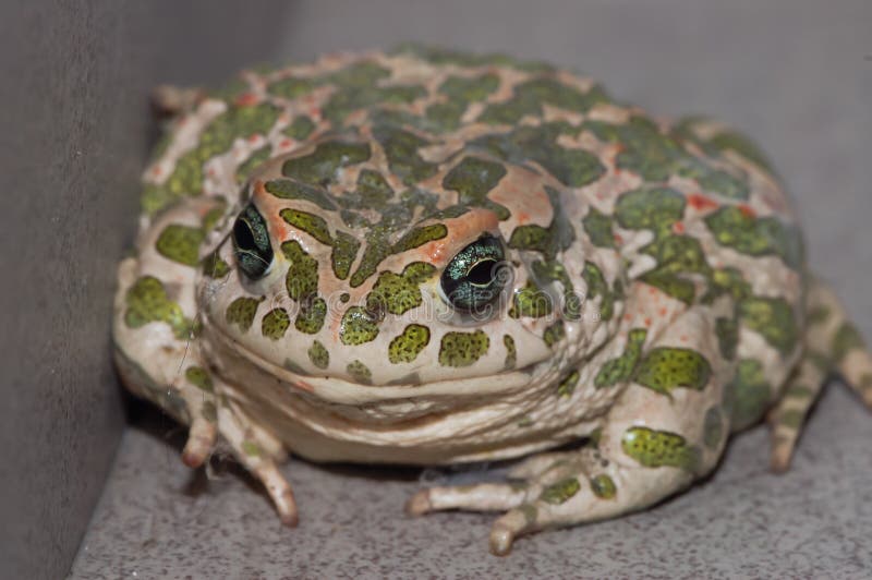 2,626 Ugly Frog Photos - Free & Royalty-Free Stock Photos from Dreamstime