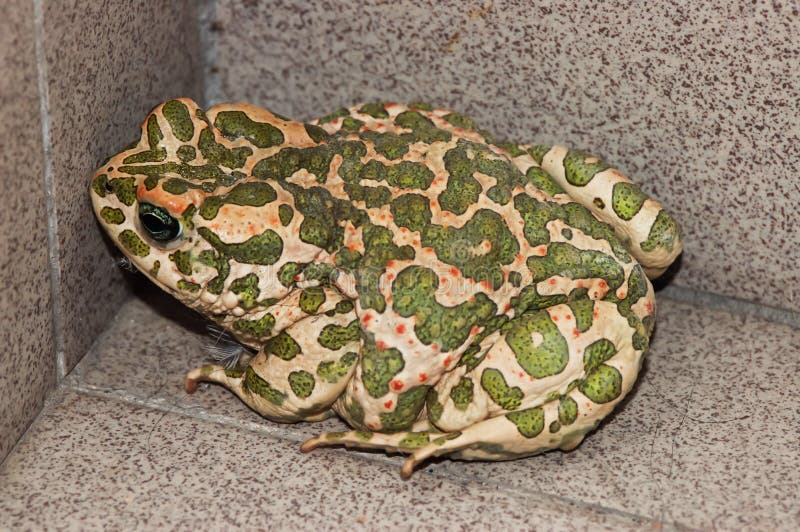 2,912 Ugly Frog Stock Photos - Free & Royalty-Free Stock Photos from ...