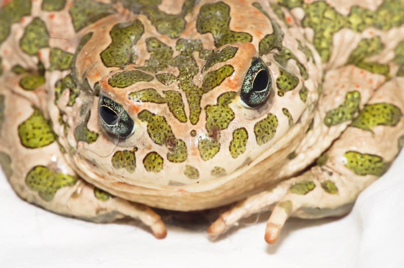 2,912 Ugly Frog Stock Photos - Free & Royalty-Free Stock Photos from ...