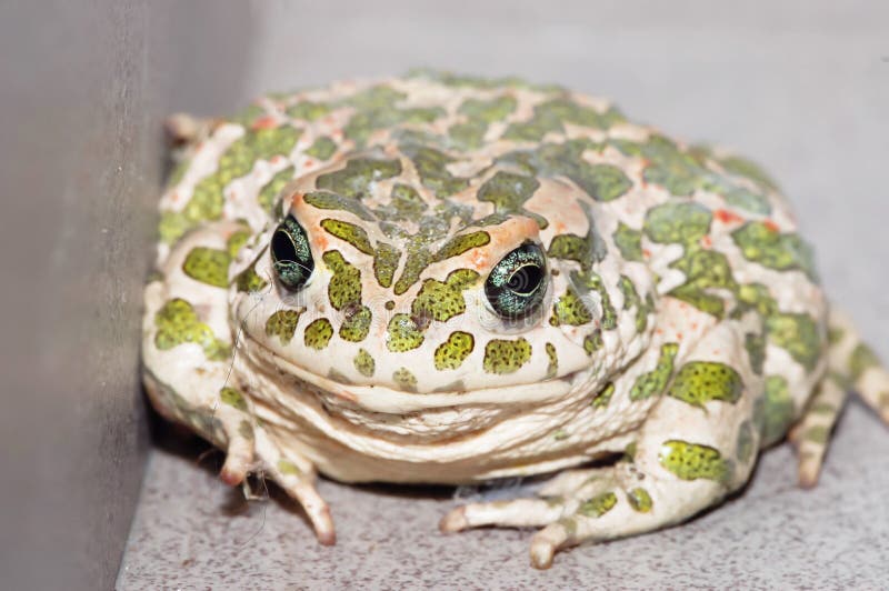 2,912 Ugly Frog Stock Photos - Free & Royalty-Free Stock Photos from ...