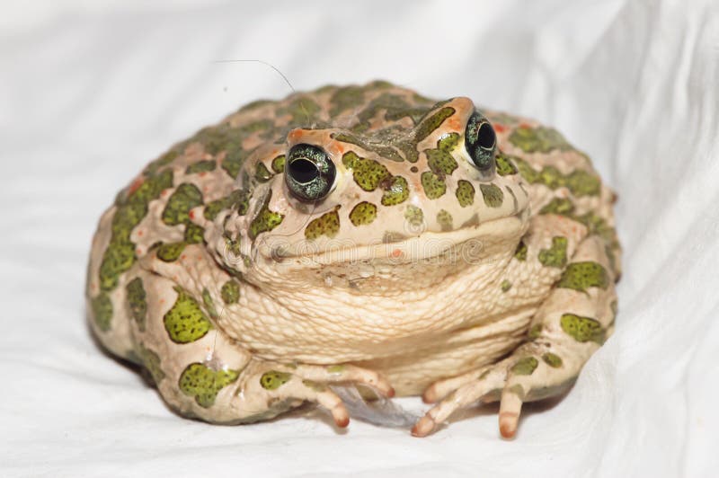 2,626 Ugly Frog Photos - Free & Royalty-Free Stock Photos from Dreamstime