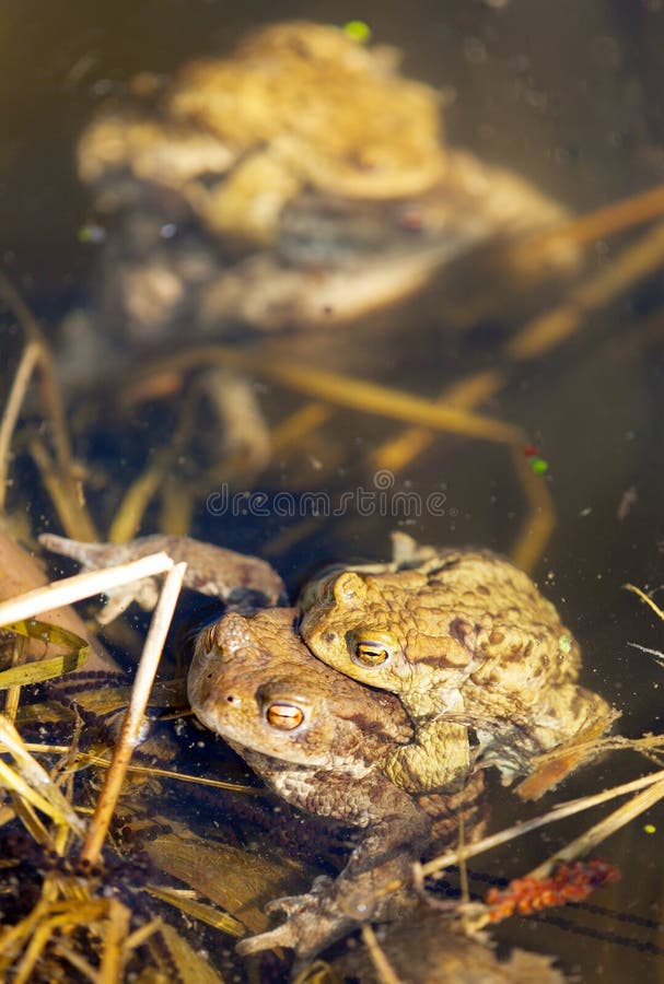 Common or European Toad Brown Colored, Mating Toads Stock Photo - Image ...