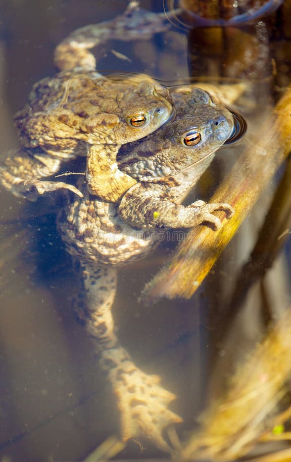 Common or European Toad Brown Colored, Mating Toads Stock Photo - Image ...