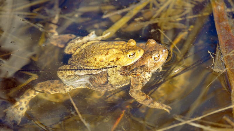 Common or European Toad Brown Colored, Mating Toads Stock Image - Image ...