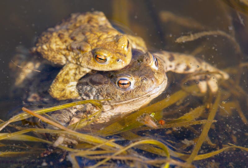 Common or European Toad Brown Colored, Mating Toads Stock Image - Image ...