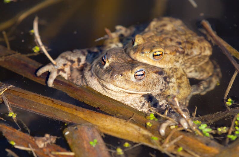 Common or European Toad Brown Colored, Mating Toads Stock Photo - Image ...