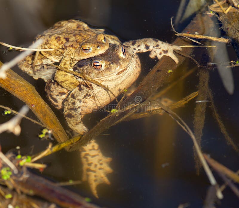 Mating Toads in Spring, a Pair of Male and Female Toads on the Grass ...