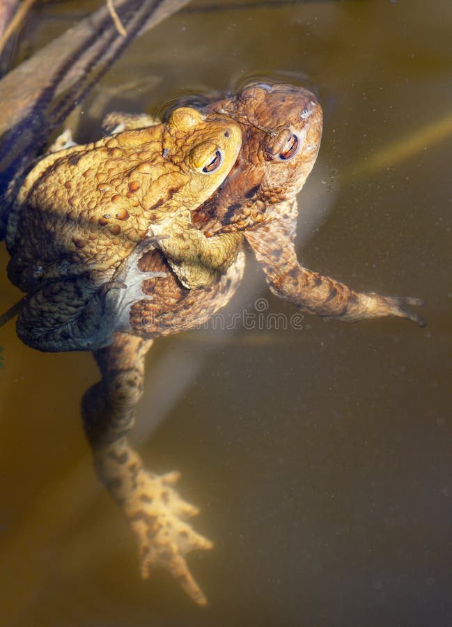 Common or European Toad Brown Colored, Mating Toads Stock Photo - Image ...