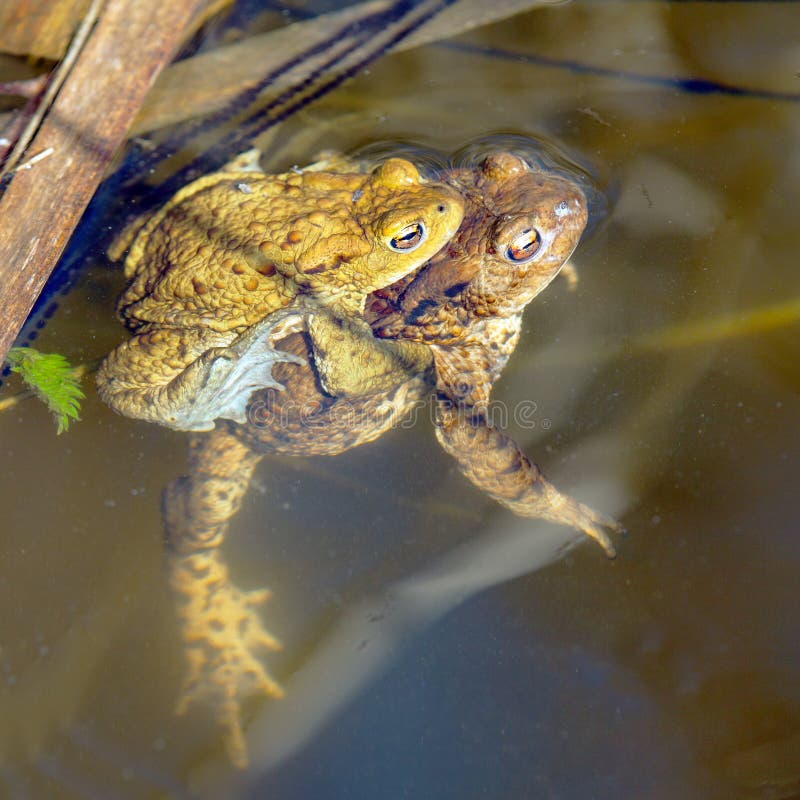 Common or European Toad Brown Colored, Mating Toads Stock Image - Image ...
