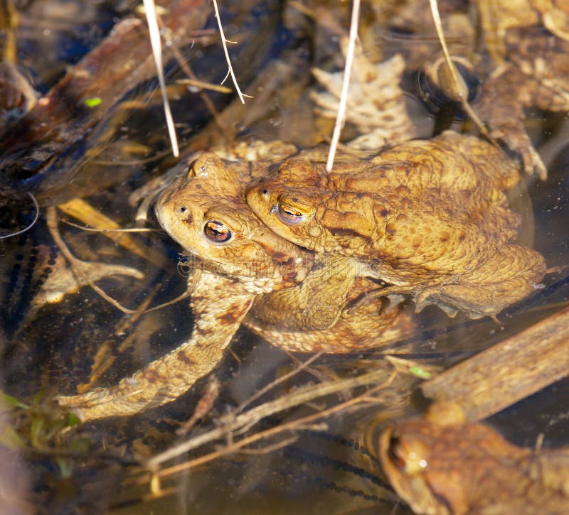 444 Colored Toad Stock Photos - Free & Royalty-Free Stock Photos from ...