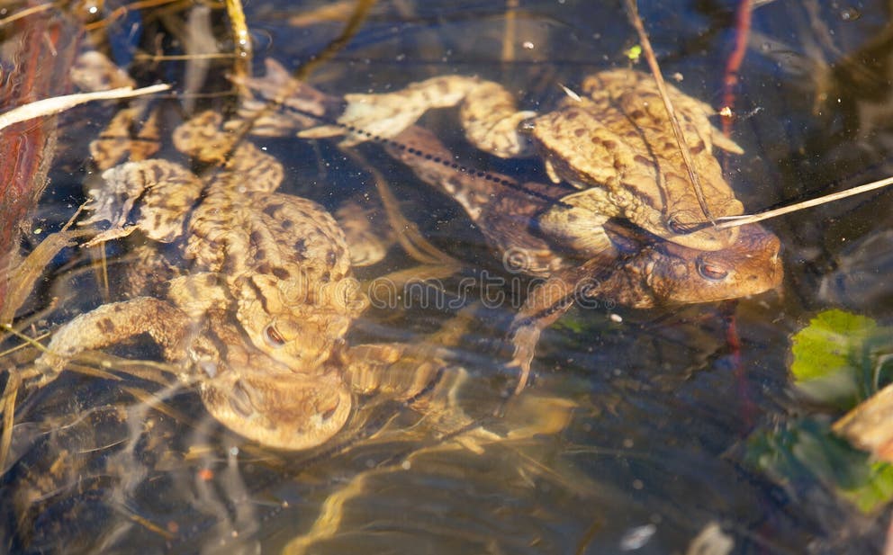 Common or European Toad Brown Colored, Mating Toads Stock Photo - Image ...