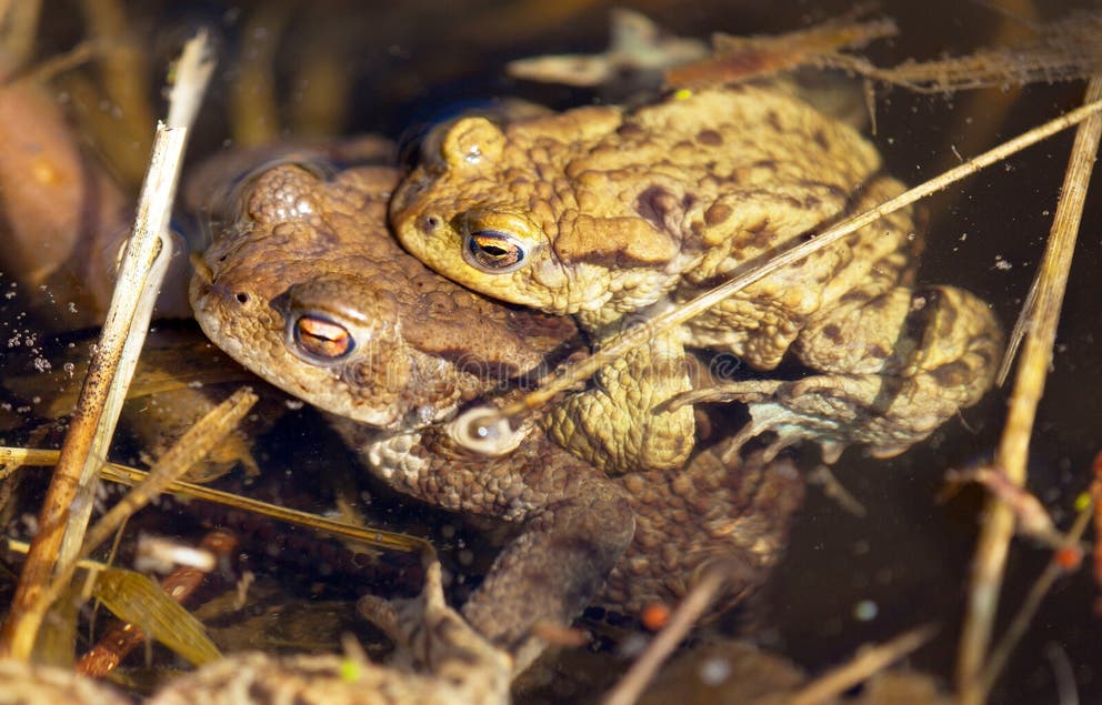Common or European Toad Brown Colored, Mating Toads Stock Photo - Image ...