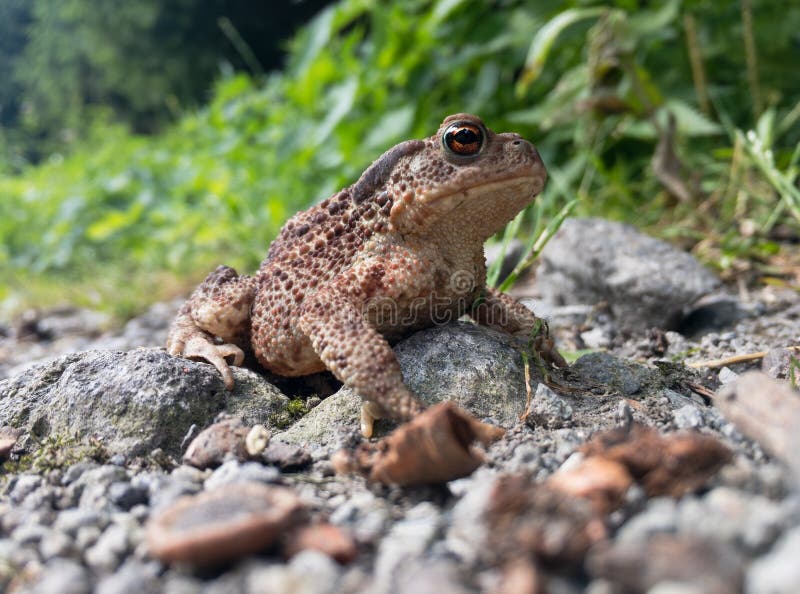 Common European Toad (bufo Bufo). Detail of Frog Stock Image - Image of ...