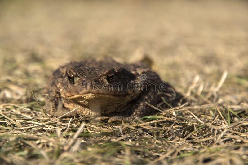 Common European Toad Closeup Stock Photo - Image of farming, bufo ...