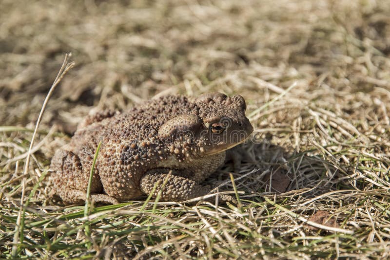Common European Toad Closeup Stock Photo - Image of animal, meadow ...