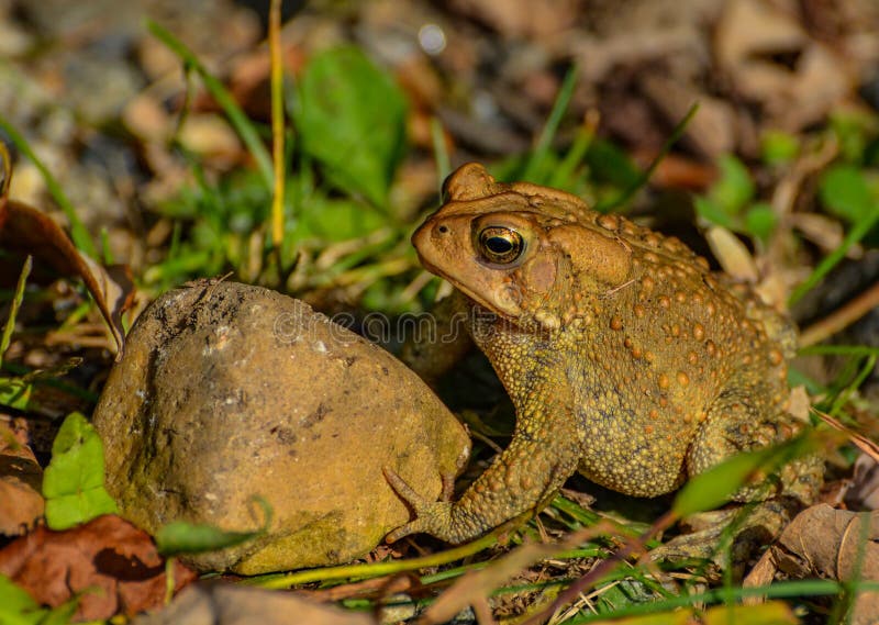 Bufo bufo or common toad stock photo. Image of ecosystem - 117802634