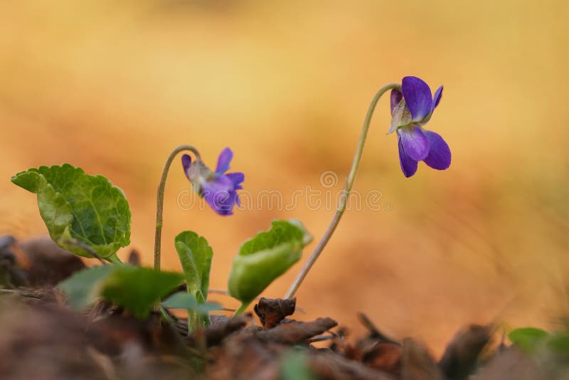 Common European violet stock image. Image of focus, flower - 86026763