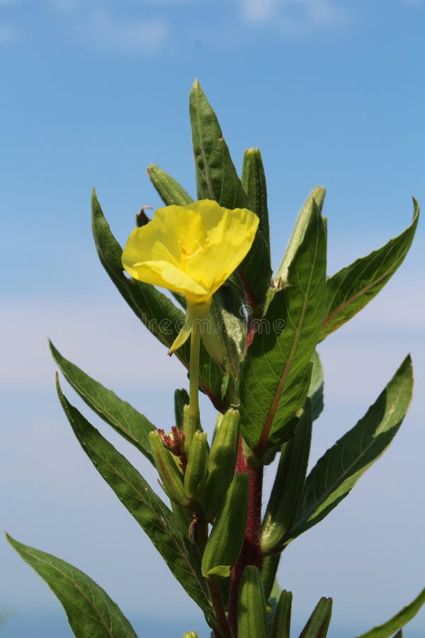 Common Evening Primrose American Wildflower Yellow Bloom Stock Photo ...