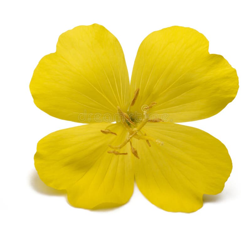 Common evening primrose stock image. Image of evening - 340521561