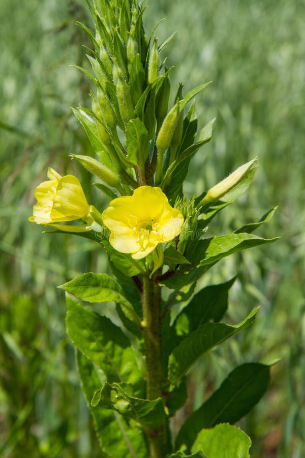 Common evening-primrose stock image. Image of oenothera - 94821167