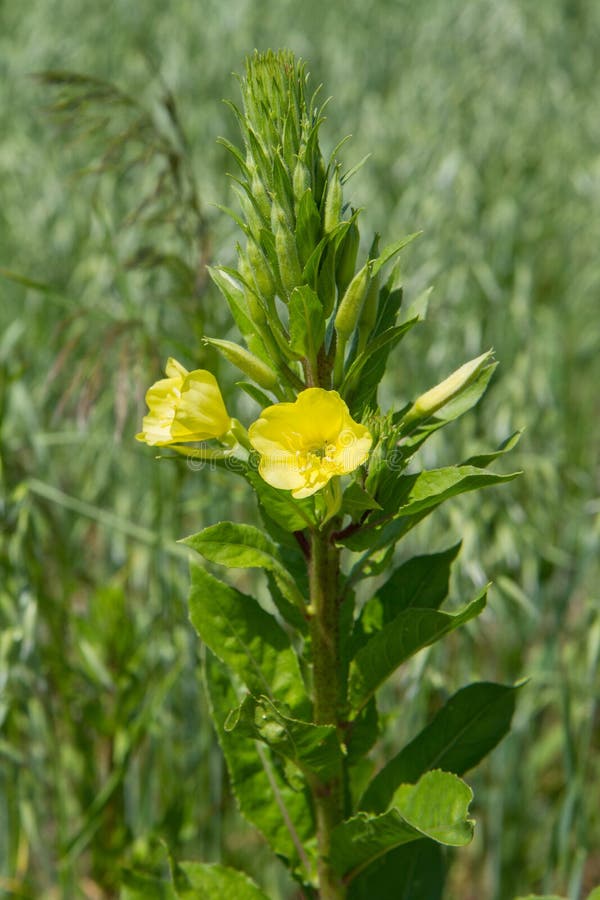Common evening-primrose stock photo. Image of biennis - 94821204