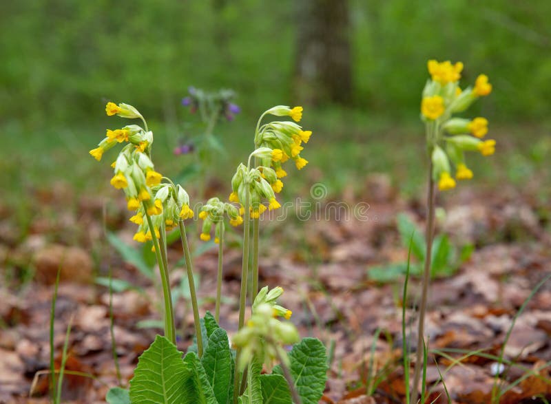 Primrose Blooming in a Forest Stock Photo - Image of fragrance ...