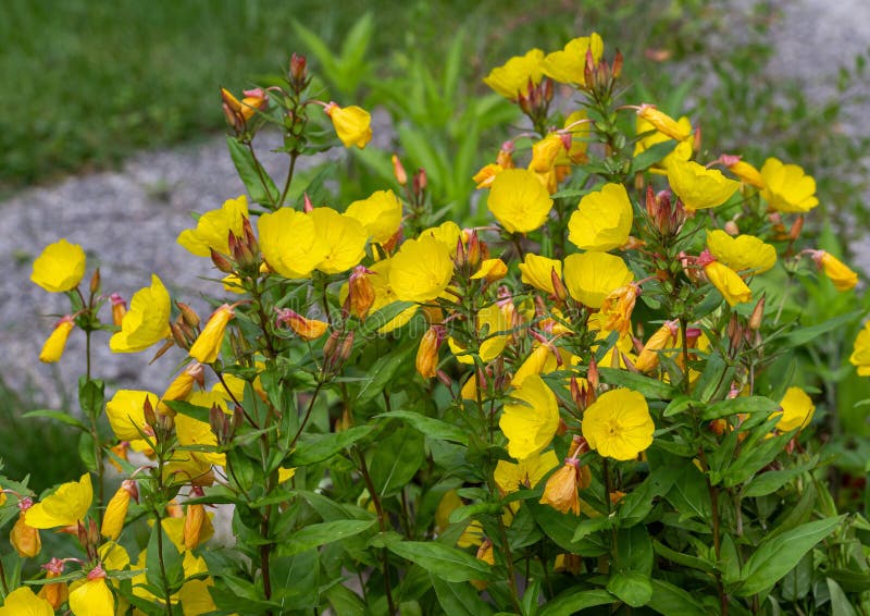 Common Evening Primrose or Oenothera Biennis Blooming in Summer Stock ...