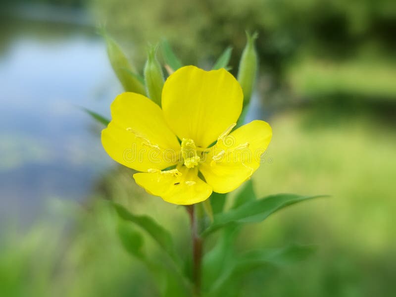 Common Evening Primrose (Oenothera Biennis) Stock Image - Image of ...