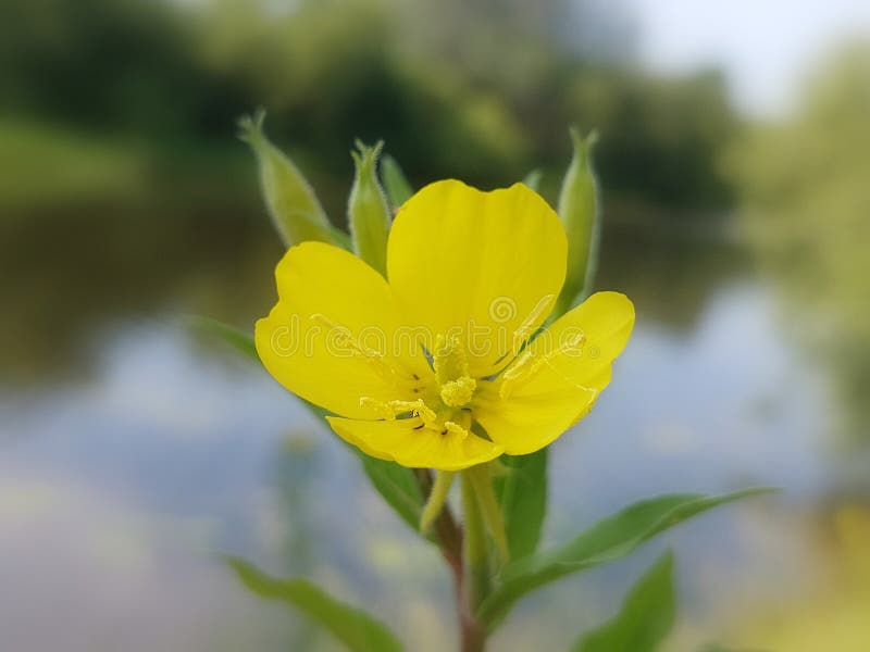 Common Evening Primrose (Oenothera Biennis) Stock Image - Image of ...