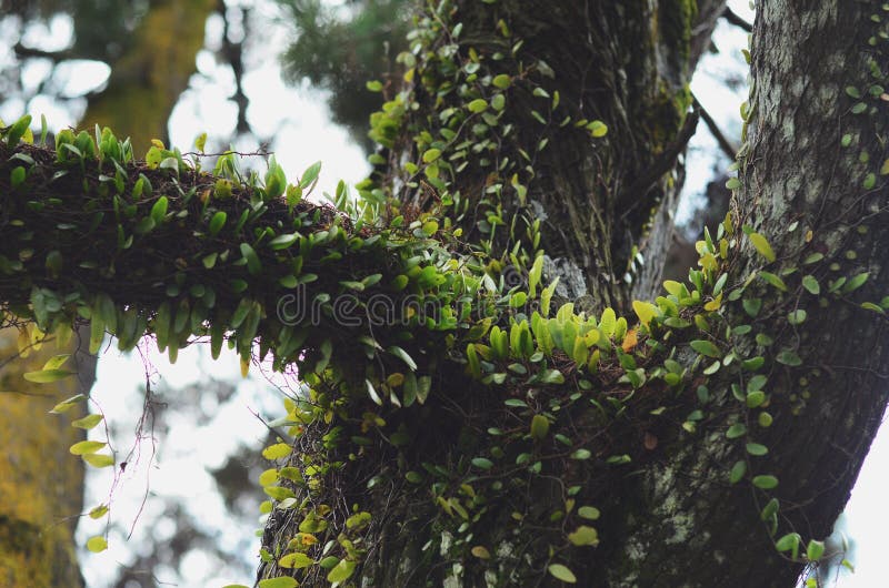 Close-up of Parasite on Tree Branch Stock Photo - Image of spring ...