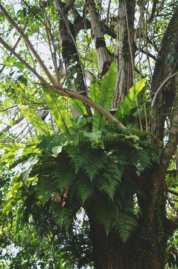 Parasite Plants Growing on Tree Stock Photo - Image of green, branch ...