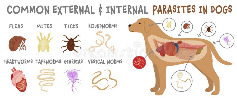 Common External and Internal Parasites in Dogs. Stock Vector ...