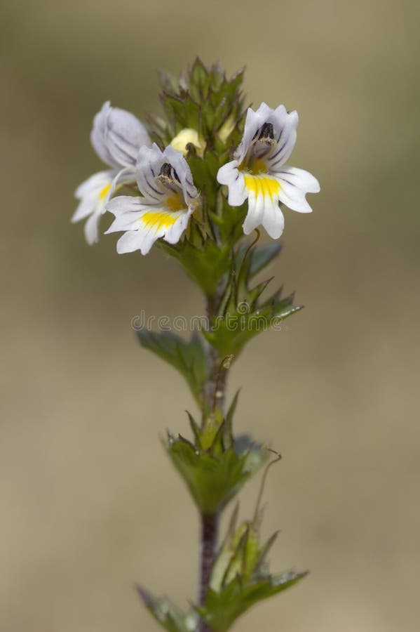 Common Eyebright stock image. Image of orobanchaceae - 64472031