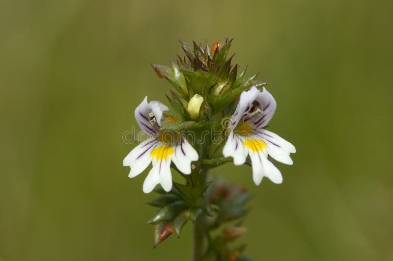 Common Eyebright stock photo. Image of grassland, nature - 64472340