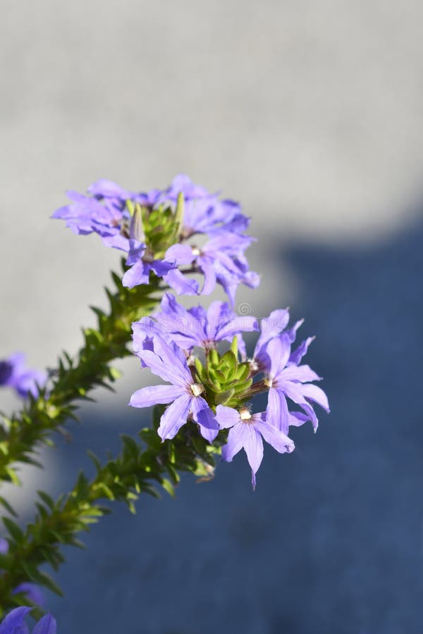 Common fan-flower stock photo. Image of scaevola, nature - 304917018