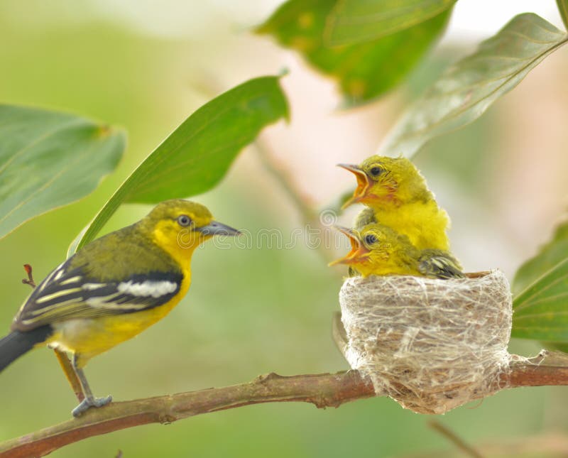 Common Iora Aegithina Tiphia Feeding Its Little Birds in Nature. Stock ...