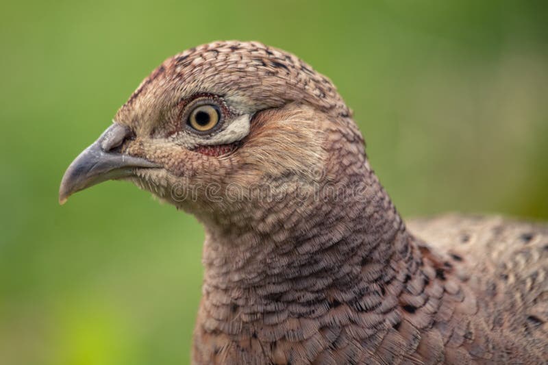 Common Female Pheasant stock photo. Image of portrait - 94314122