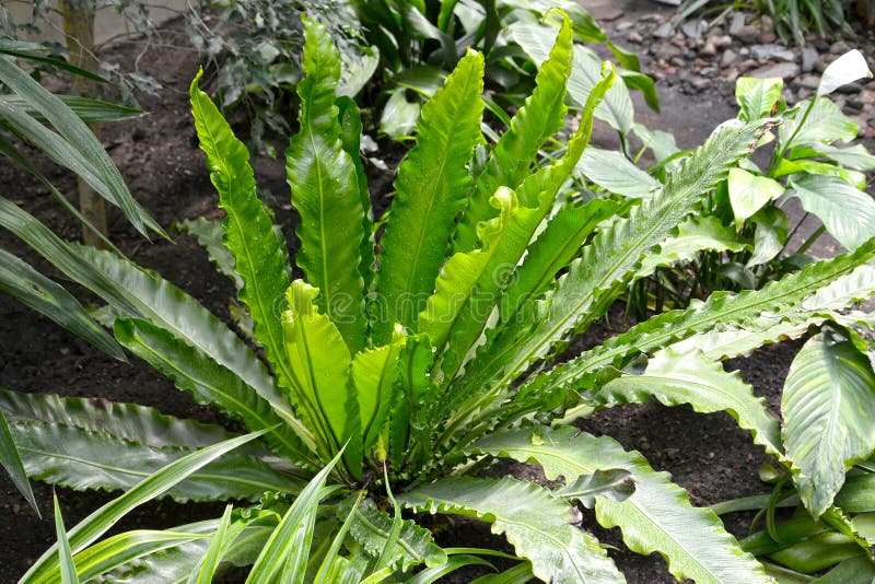 Common Fern Leaf Asplenium Scolopendrium L. Newman in the Greenhouse ...
