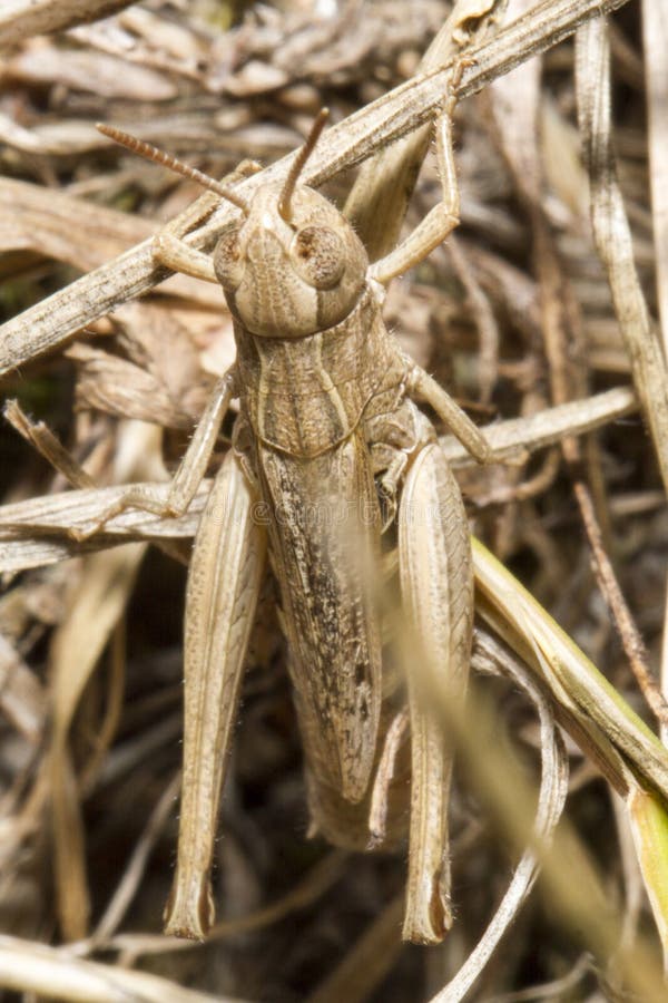 Common Field Grasshopper (Chorthippus Brunneus) Stock Image - Image of ...