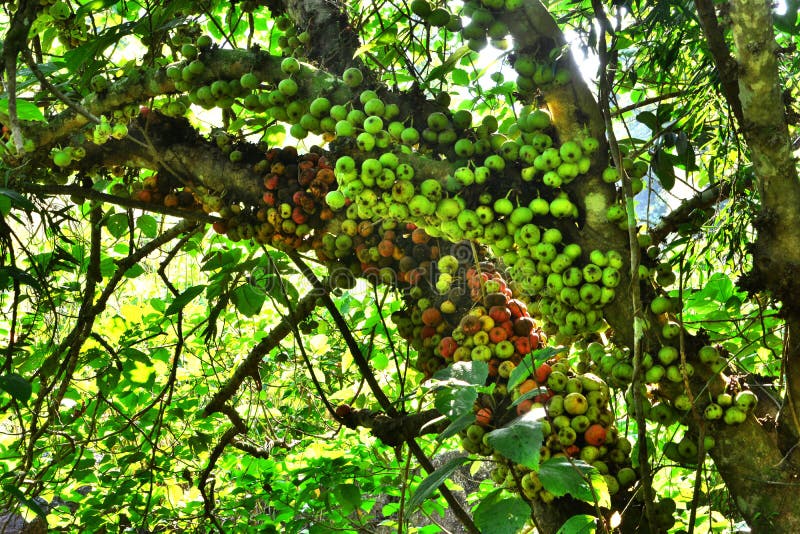 Moraceae Stock Photos - Download 1,666 Royalty Free Photos