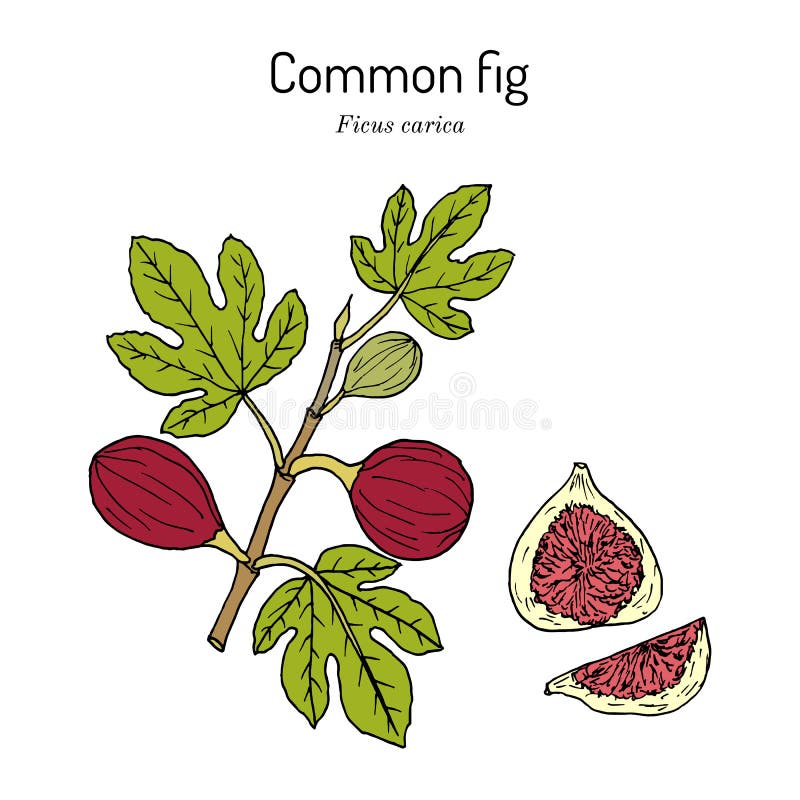 Ficus Carica Fruit Stock Illustrations – 229 Ficus Carica Fruit Stock ...